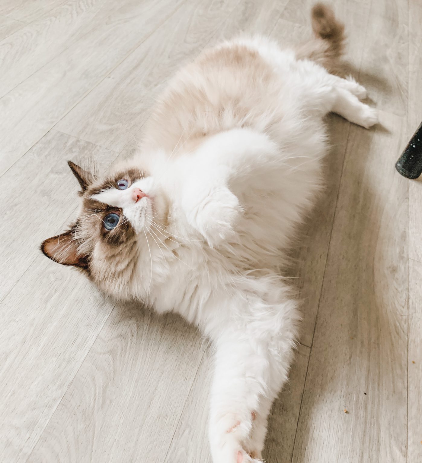 Our ragdolls – Orocolato ragdoll cattery