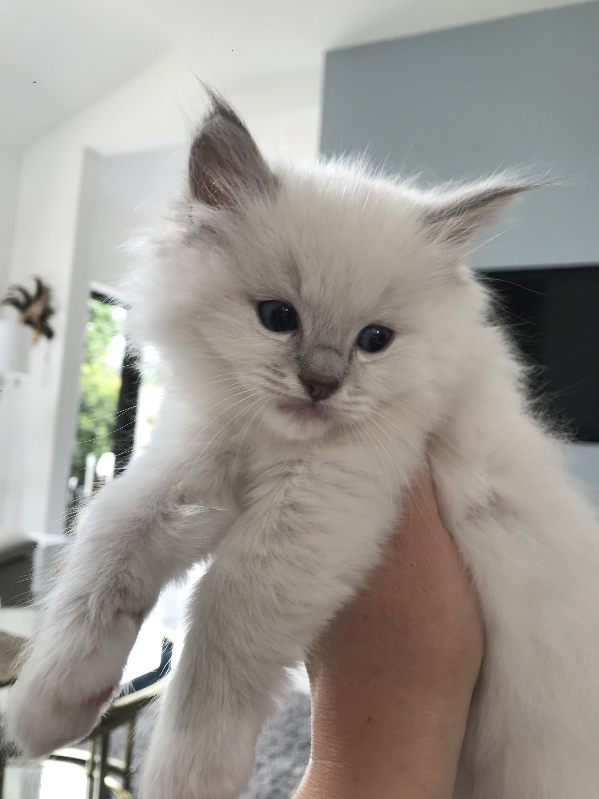 Our ragdolls – Orocolato ragdoll cattery